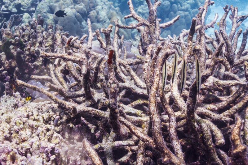 Razorfish at Surin island stock photo. Image of camouflage - 28167740