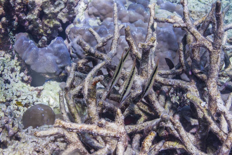 Razorfish at Surin island stock photo. Image of isolated - 28167766