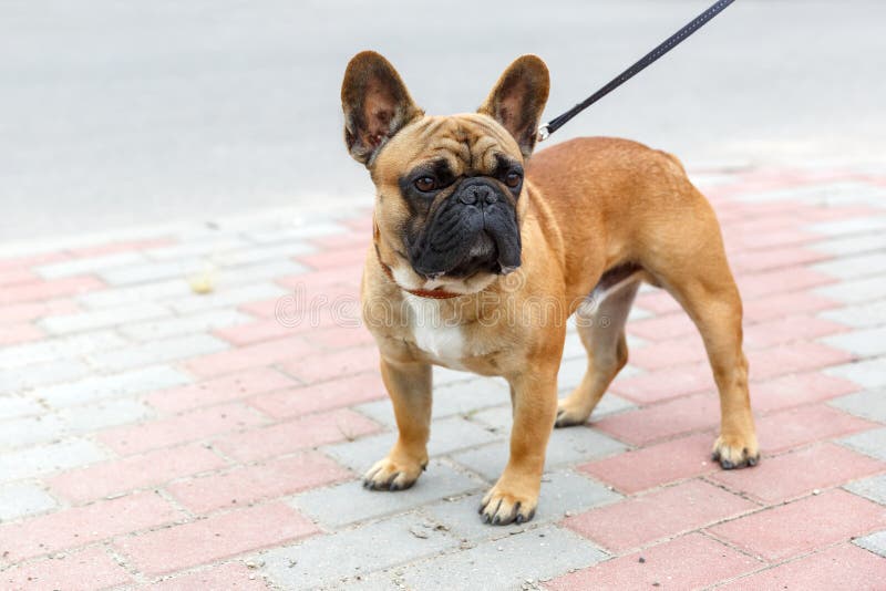 Razza Del Bulldog Francese Del Cane Domestico Immagine Stock - Immagine ...