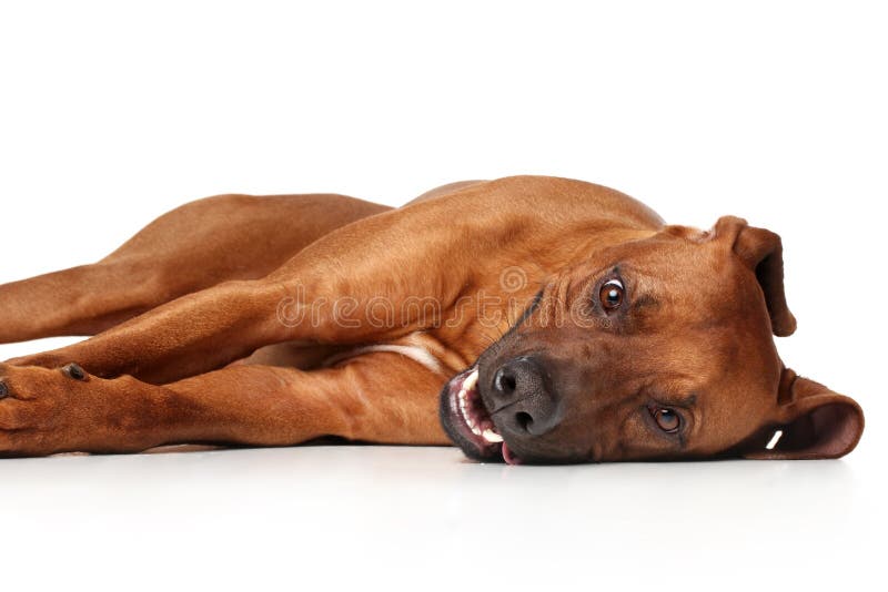 Razza Del Cane Di Rhodesian Ridgeback Fotografia Stock - Immagine di ...