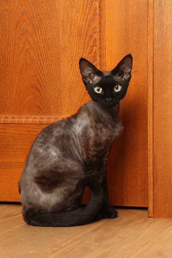 Razza Devon Rex del gatto immagine stock. Immagine di gattino - 22987057
