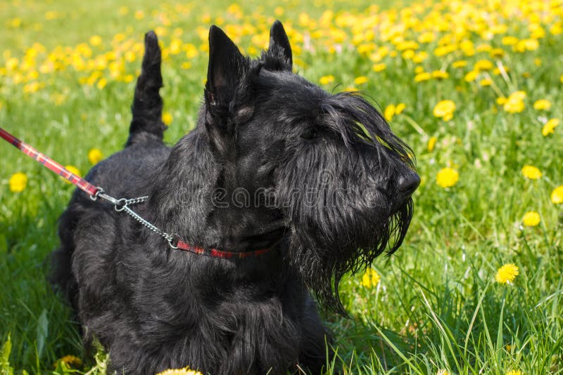 Razza Di Terrier Dello Scottish Del Cane Nero Immagine Stock - Immagine ...