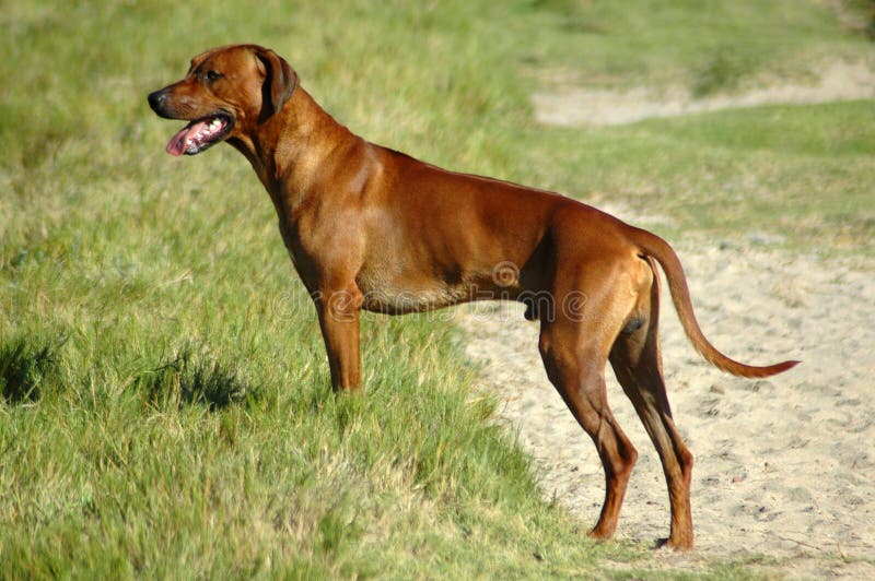 Razza Rhodesian Ridgeback Del Cane Immagine Stock - Immagine di corpo ...
