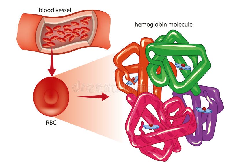 Hemoglobin Molecule 3D Model Stock Illustration - Illustration of ...