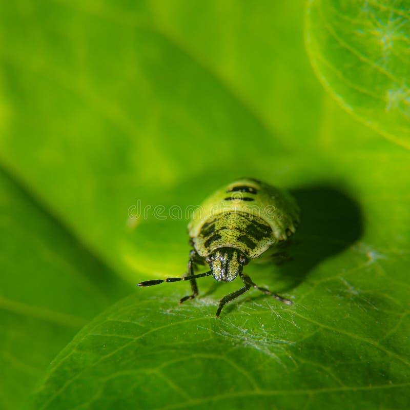 3rd Instar Common Green Shieldbug Nymph Stock Photo - Image of ...