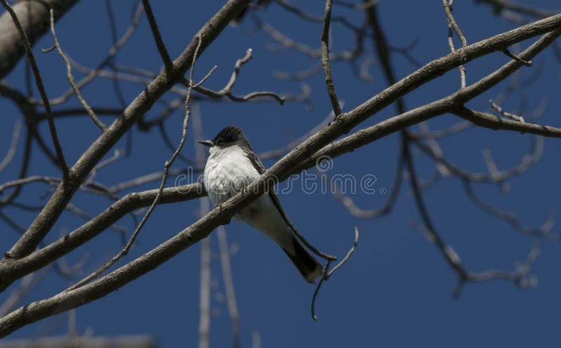 Re Bird fotografia stock. Immagine di boschi, insettivoro - 123569908