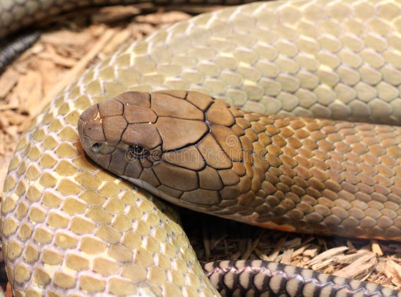 Re Cobra immagine stock. Immagine di thailandia, birmania - 48520467