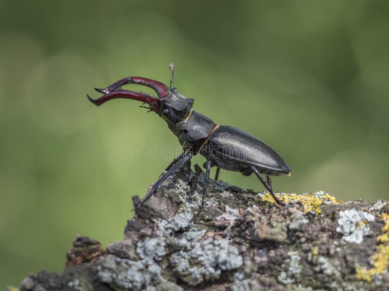 Re dello scarabeo fotografia stock. Immagine di fragile - 119449406