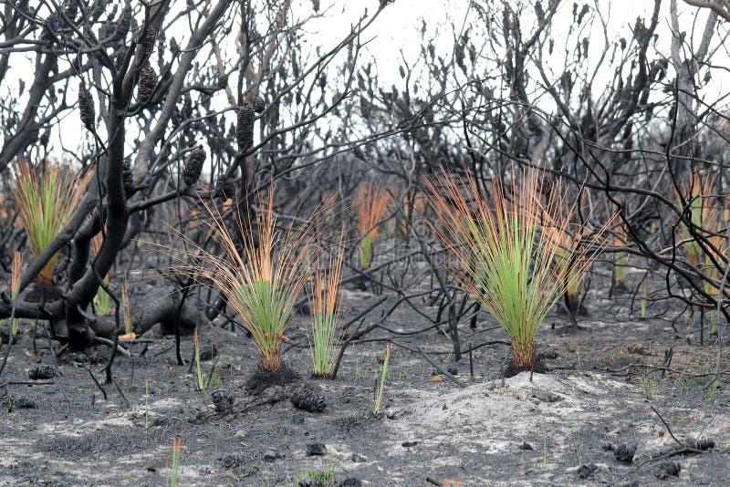 Re Growth of Grass Tree Plants Stock Image - Image of australia ...