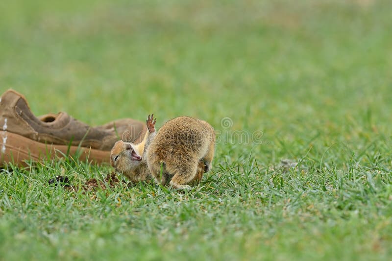 They Re Playing Two Ground Squirrels Stock Image - Image of hill ...