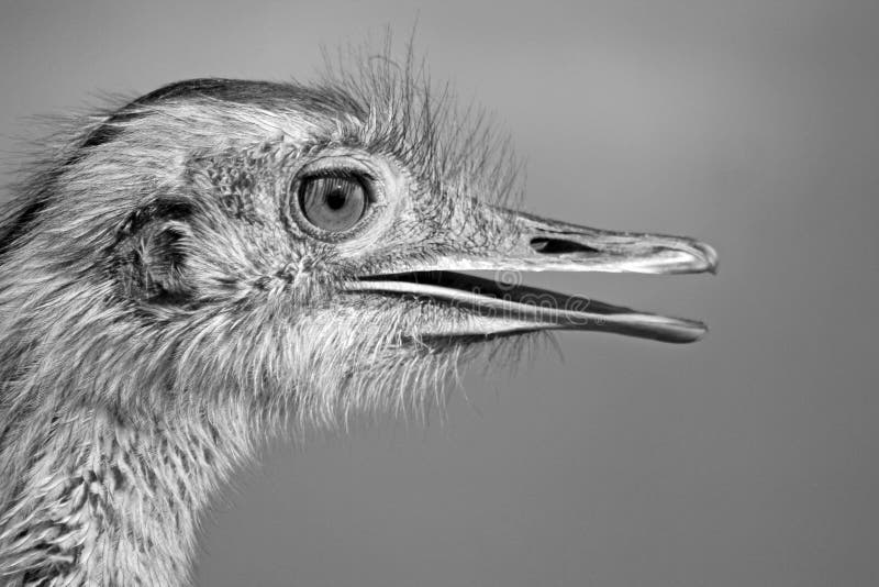 Rea bird stock image. Image of hairy, australian, africa - 22903645