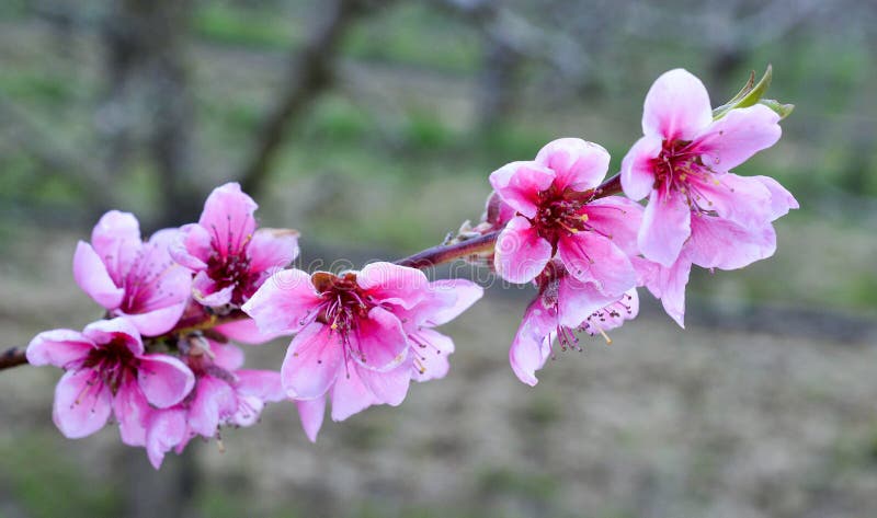 Reach blossom on the tree stock photo. Image of perennial - 114171270
