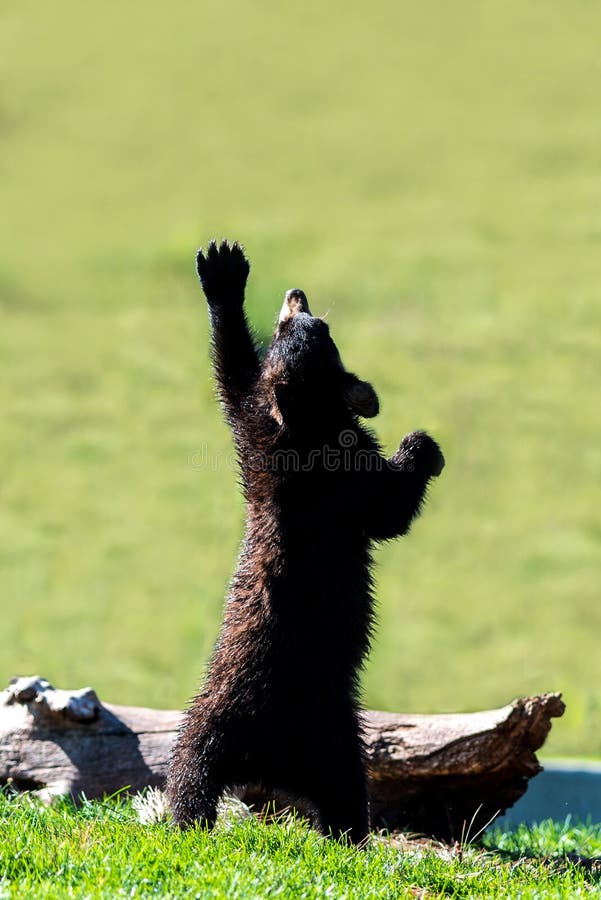 Reach for the Sky stock photo. Image of stars, wild, reach - 64000552