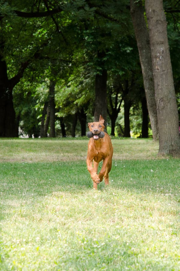 Reachback dog stock photo. Image of tracking, mountain - 73686638