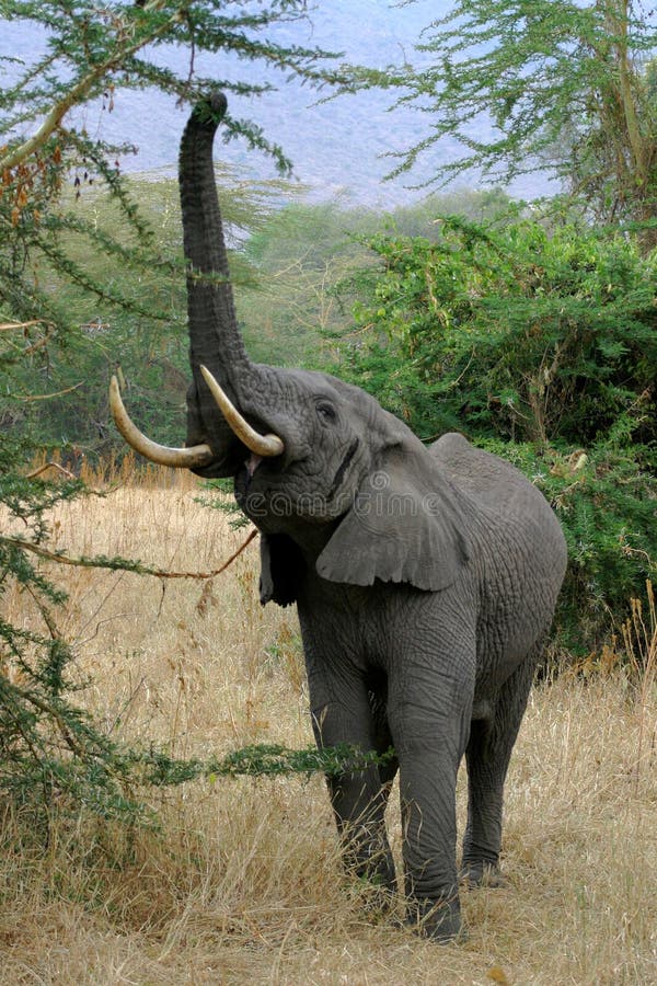 Reaching elephant stock photo. Image of eating, tanzania - 1215652