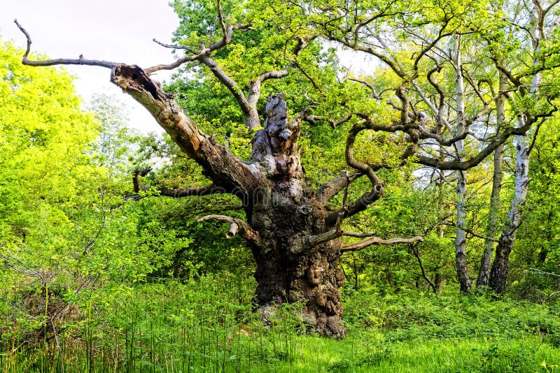 Short, Wide Trunk of an Ancient Sherwood Forest Oak Tree Stock Photo ...