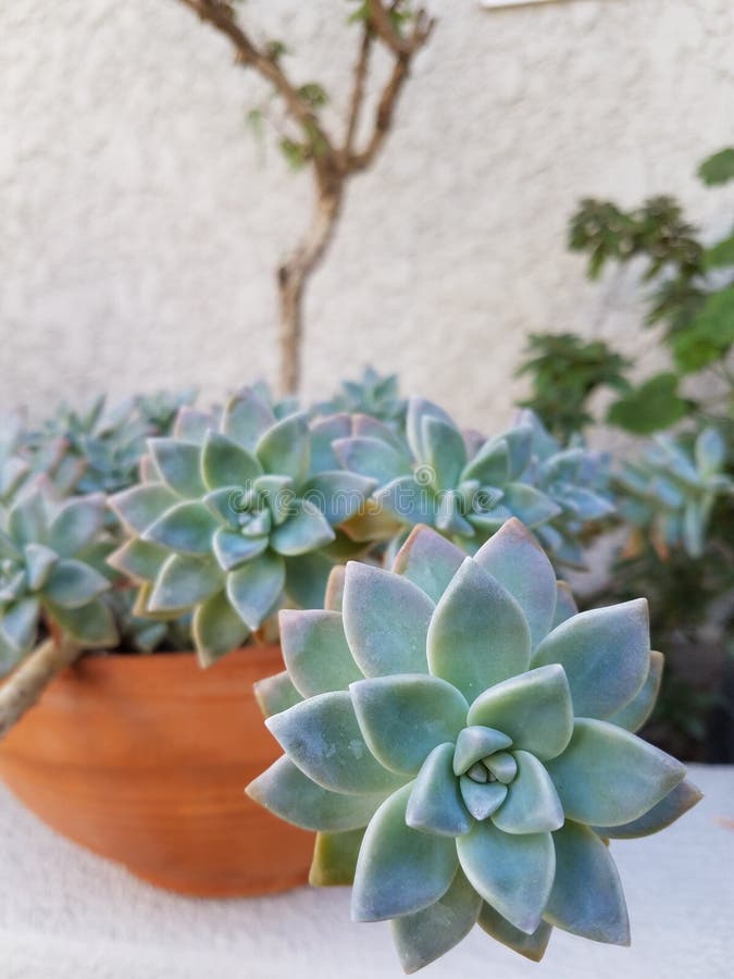 Succulent Explores Stock Photos - Free & Royalty-Free Stock Photos from ...