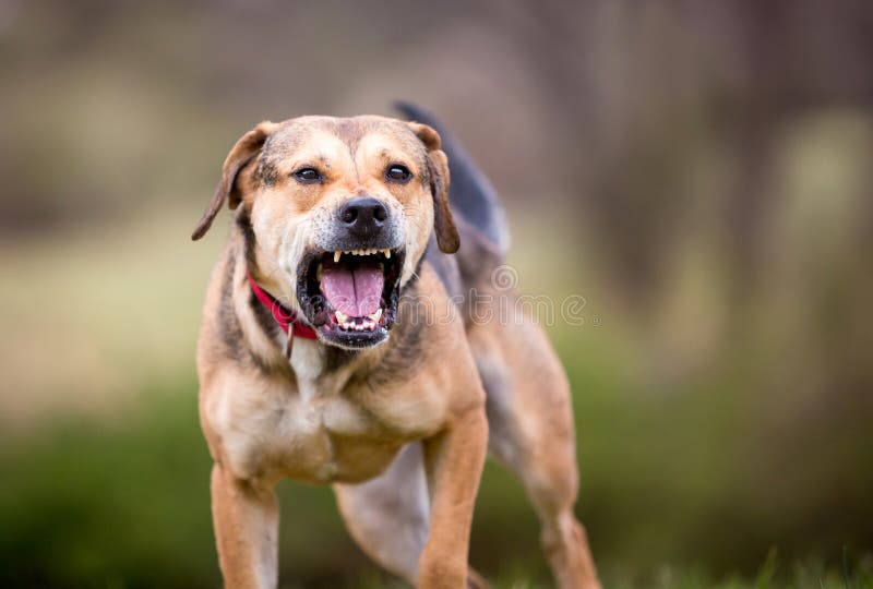 A Reactive Hound Mixed Breed Dog Barking Stock Image - Image of open ...
