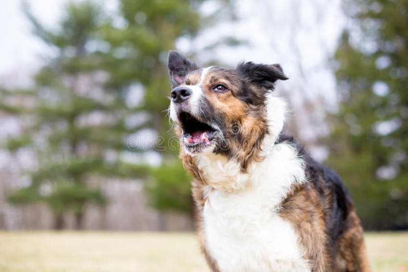 A Mixed Breed Dog Barking Outdoors Stock Photo - Image of canine ...