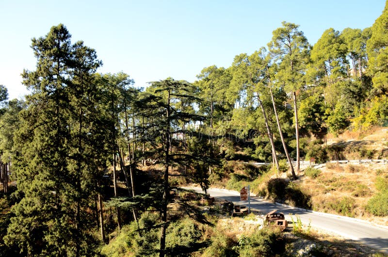Read stock photo. Image of almora, takula, tree, read - 127105912