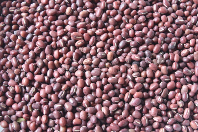 Read Bean Close up stock photo. Image of color, protein - 45585162