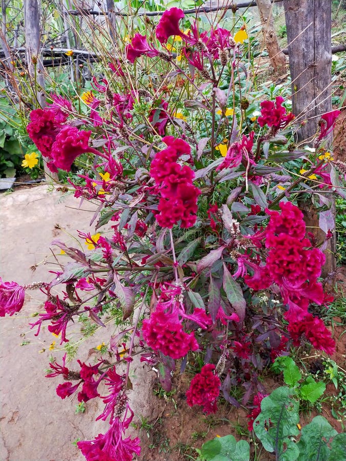 167 Flaver Stock Photos - Free & Royalty-Free Stock Photos from Dreamstime