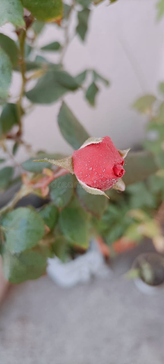 Read rose stock image. Image of green, read, natural - 267696591