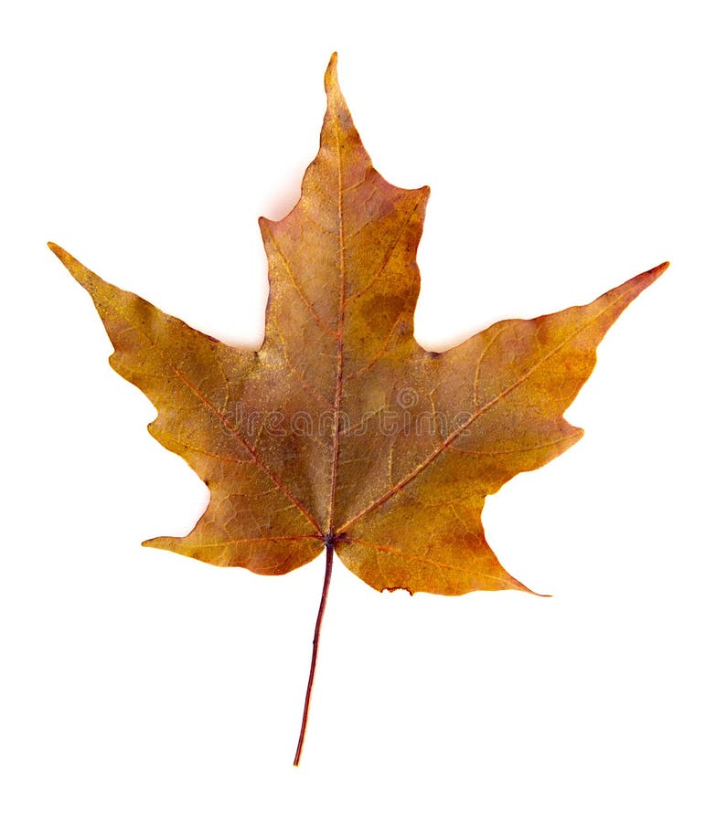Read Single Colored Fall Leaf on a White Background Stock Photo - Image ...