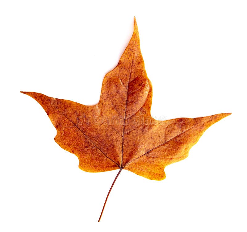Read Single Colored Fall Leaf on a White Background Stock Image - Image ...