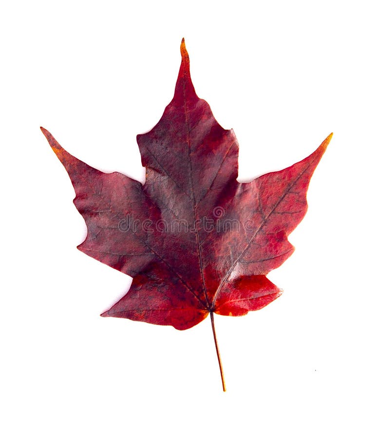 Read Single Colored Fall Leaf on a White Background Stock Photo - Image ...