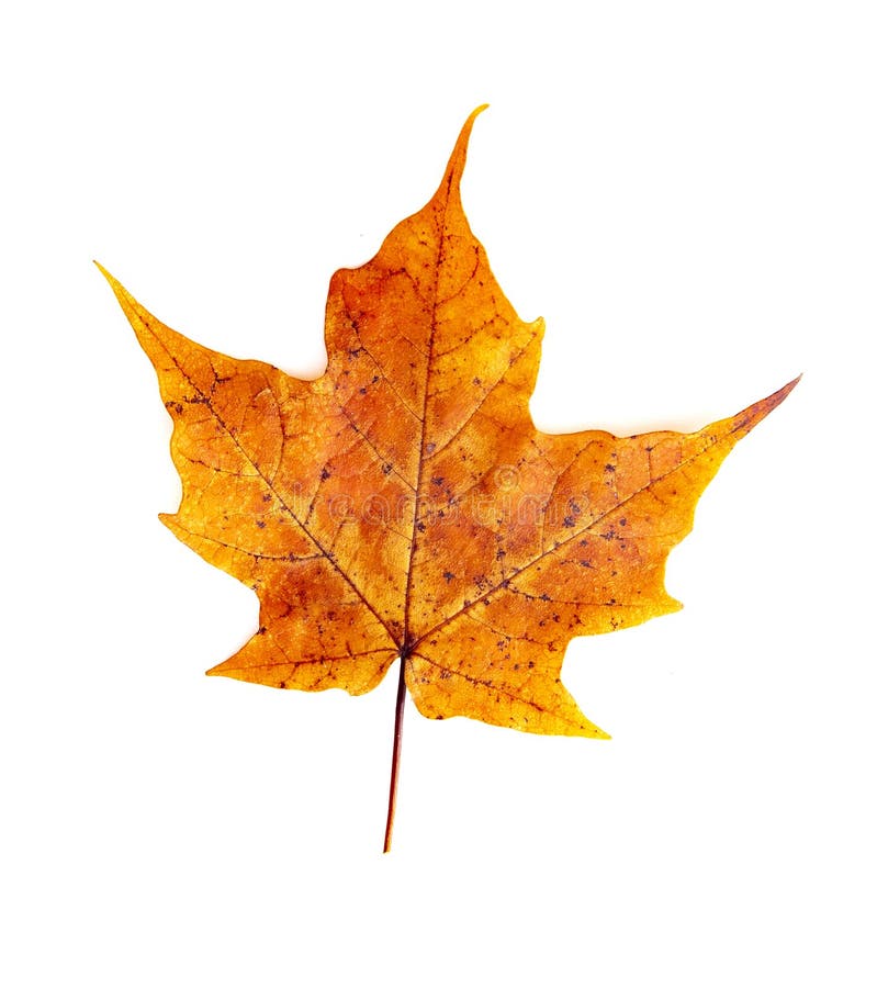 Read Single Colored Fall Leaf on a White Background Stock Photo - Image ...