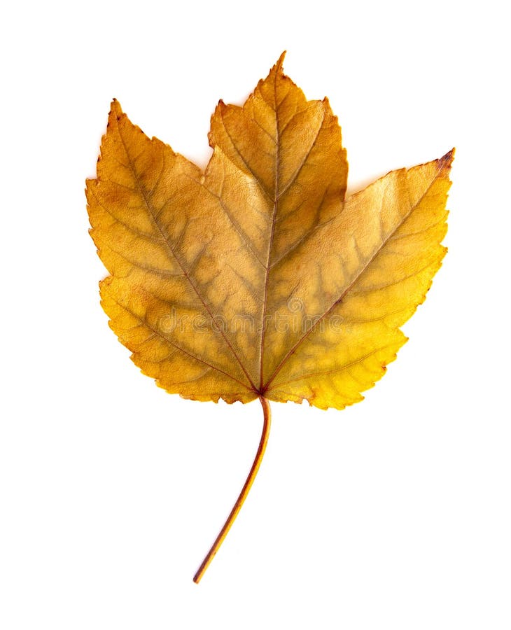 Read Single Colored Fall Leaf on a White Background Stock Image - Image ...