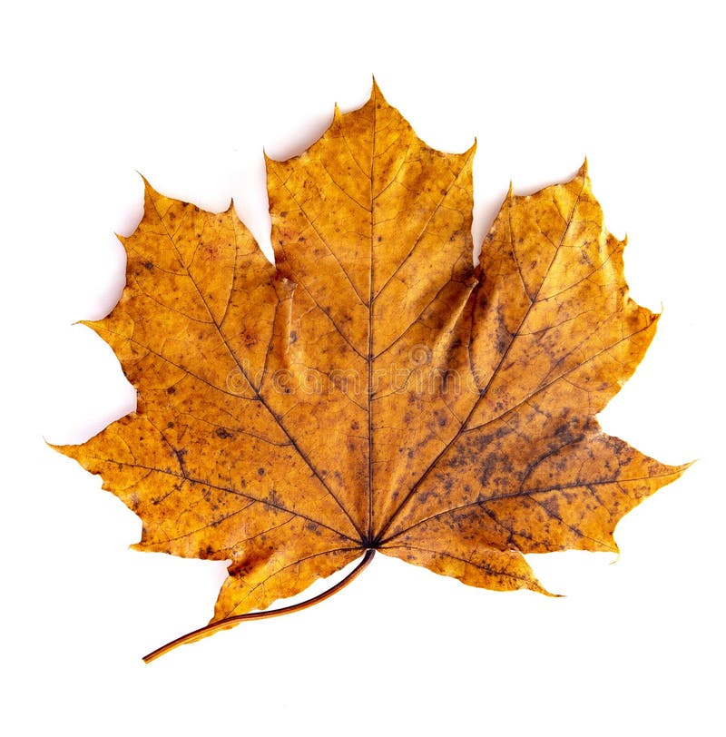 Read Single Colored Fall Leaf on a White Background Stock Image - Image ...