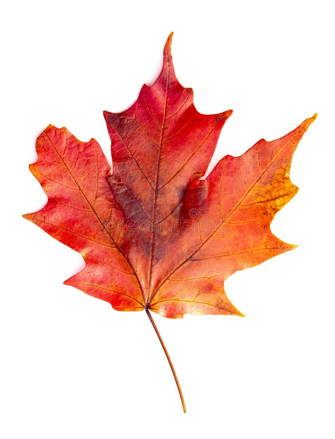 Read Single Colored Fall Leaf on a White Background Stock Image - Image ...