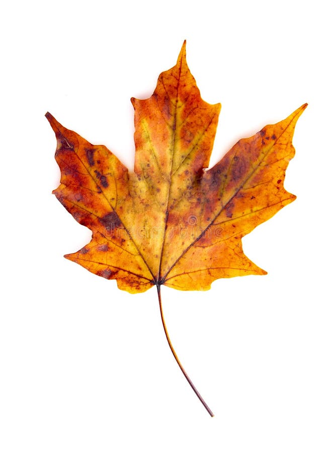 Read Single Colored Fall Leaf on a White Background Stock Image - Image ...