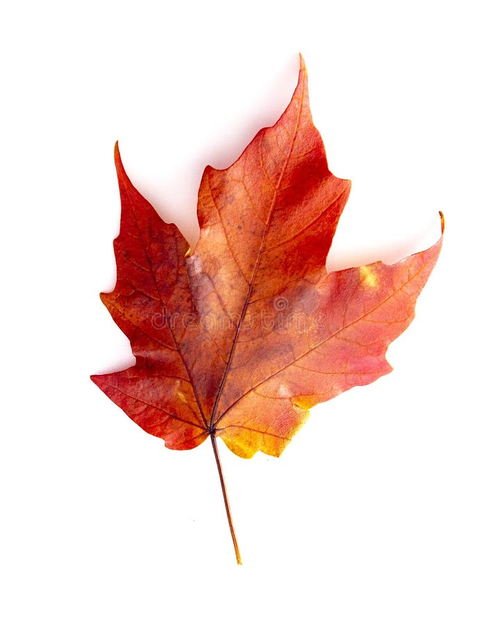Read Single Colored Fall Leaf on a White Background Stock Image - Image ...