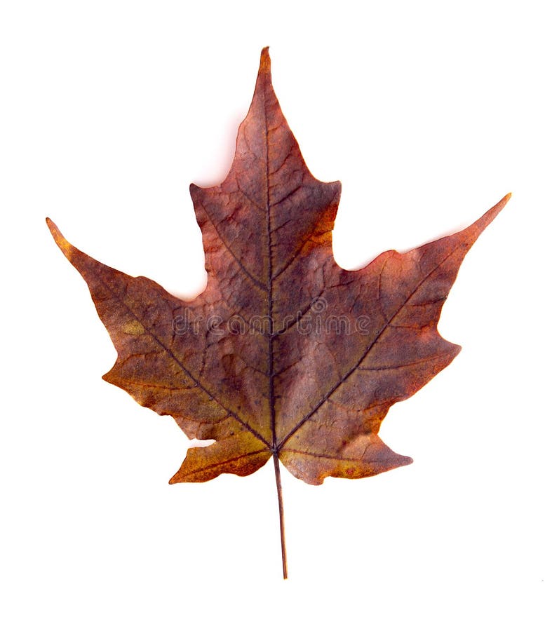 Read Single Colored Fall Leaf on a White Background Stock Image - Image ...