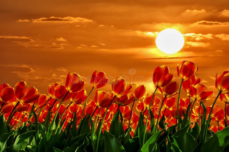 Red Tulips Agains Golden Sunset Stock Photo - Image of evening, cloud ...