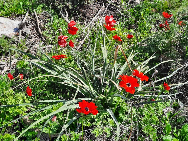 Read Winter Flowers, Galilee, Israel Stock Image - Image of yard ...