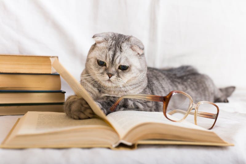 Curious Scottish Fold Cat Resting Near Stack of Books Stock Image ...