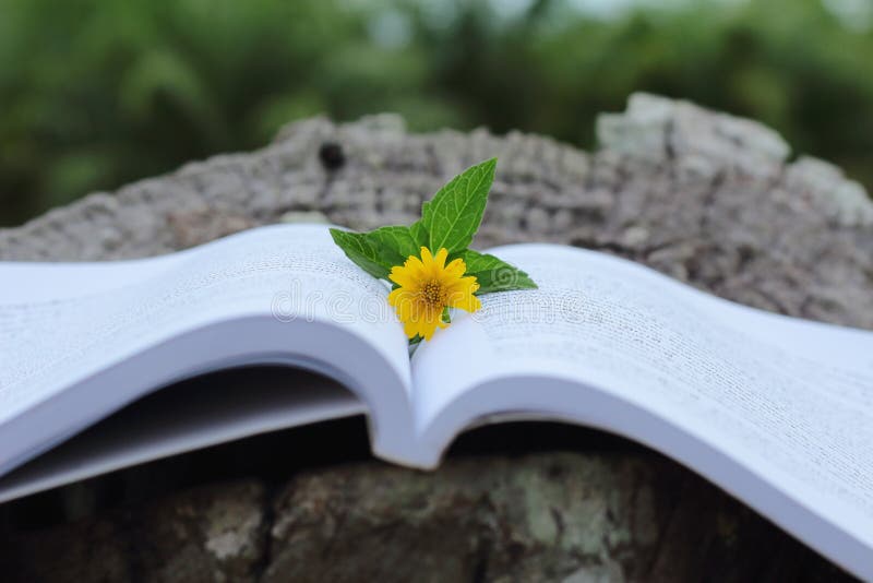 Reading Books To Increase Knowledge. Stock Image - Image of font ...