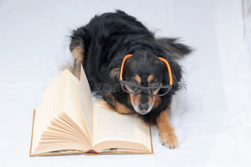 Reading Dog stock photo. Image of eyes, brown, clever - 262918750