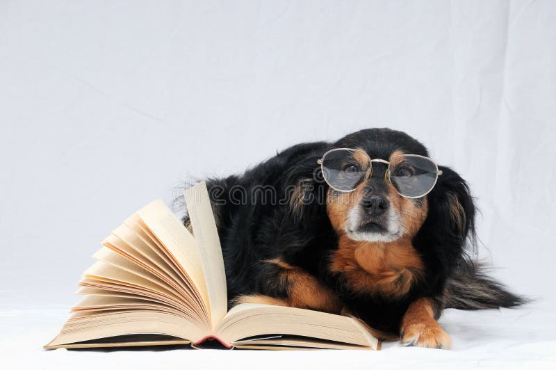 Black Shar-pei Dog with Glasses Reading Book Stock Photo - Image of ...