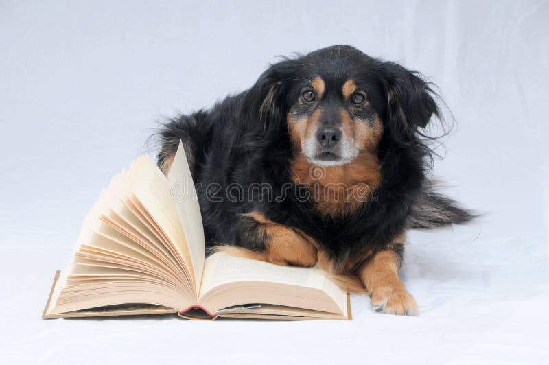 Reading Dog stock image. Image of concentrate, intelligence - 34693247