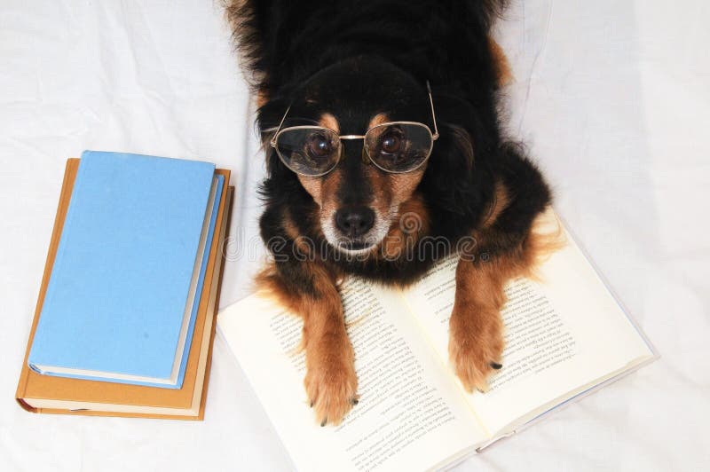 Reading Dog stock photo. Image of reading, read, animal - 36249056