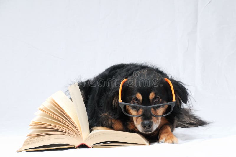 Black Shar-pei Dog with Glasses Reading Book Stock Photo - Image of ...