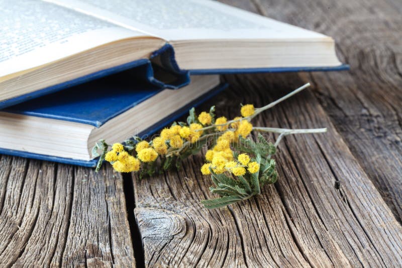 Reading Educational Book in Spring Time Stock Image - Image of fluffy ...