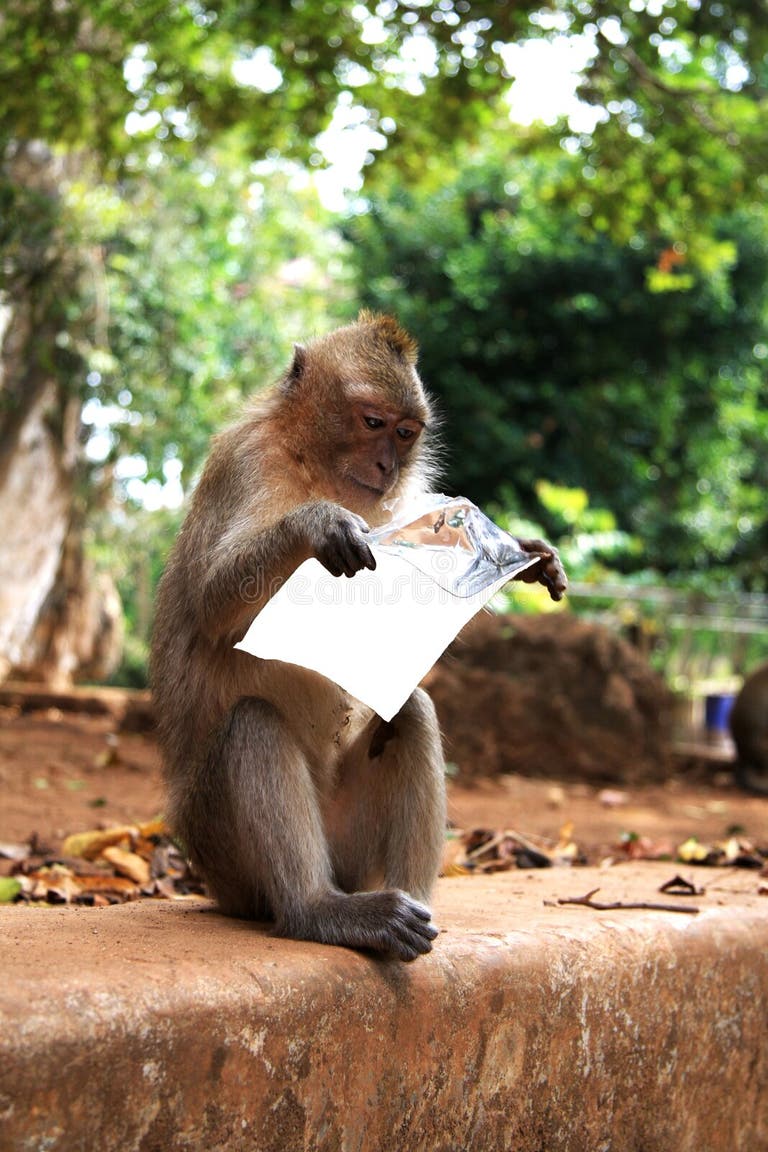 229 Monkey Reading Stock Photos - Free & Royalty-Free Stock Photos from ...