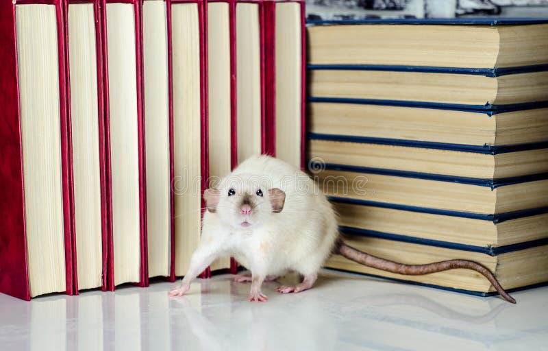 Reading mouse stock photo. Image of book, library, ouse - 46401384