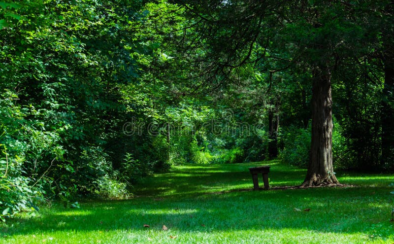 Reading place stock photo. Image of calm, looking, nice - 99558952